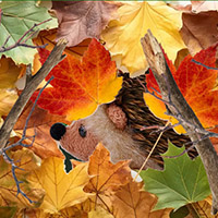 Animals in Winter Preschool Activities, Lessons, and Printables | KidsSoup